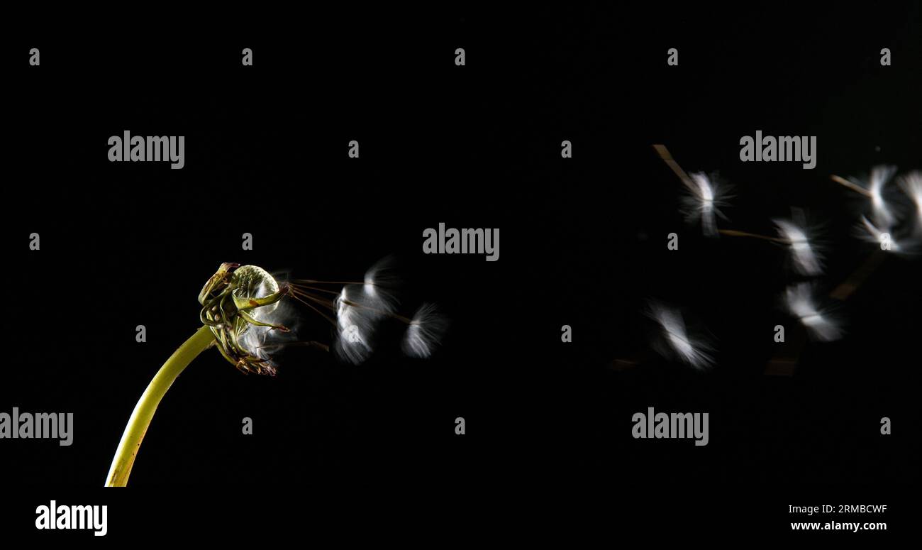 Common Dandelion, taraxacum officinale, seeds from 'clocks' being blown ...