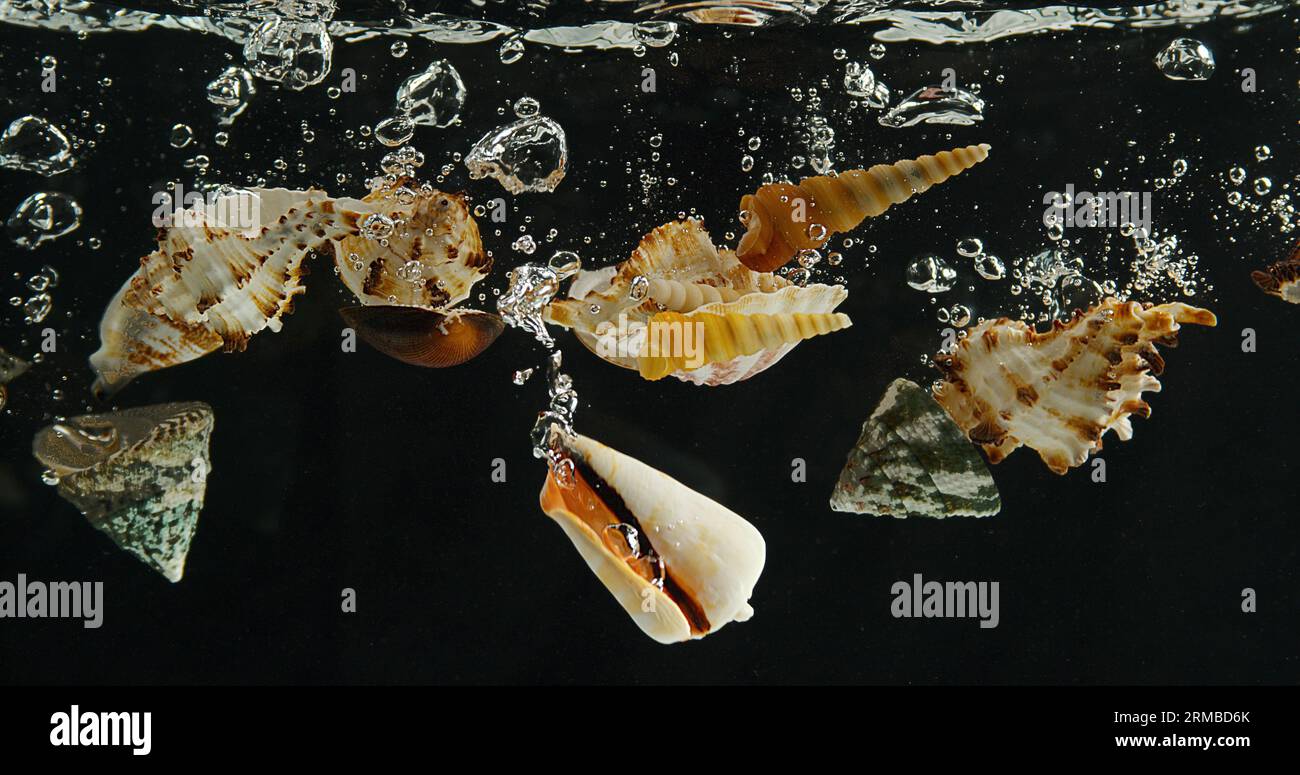 Falling shells hi-res stock photography and images - Alamy