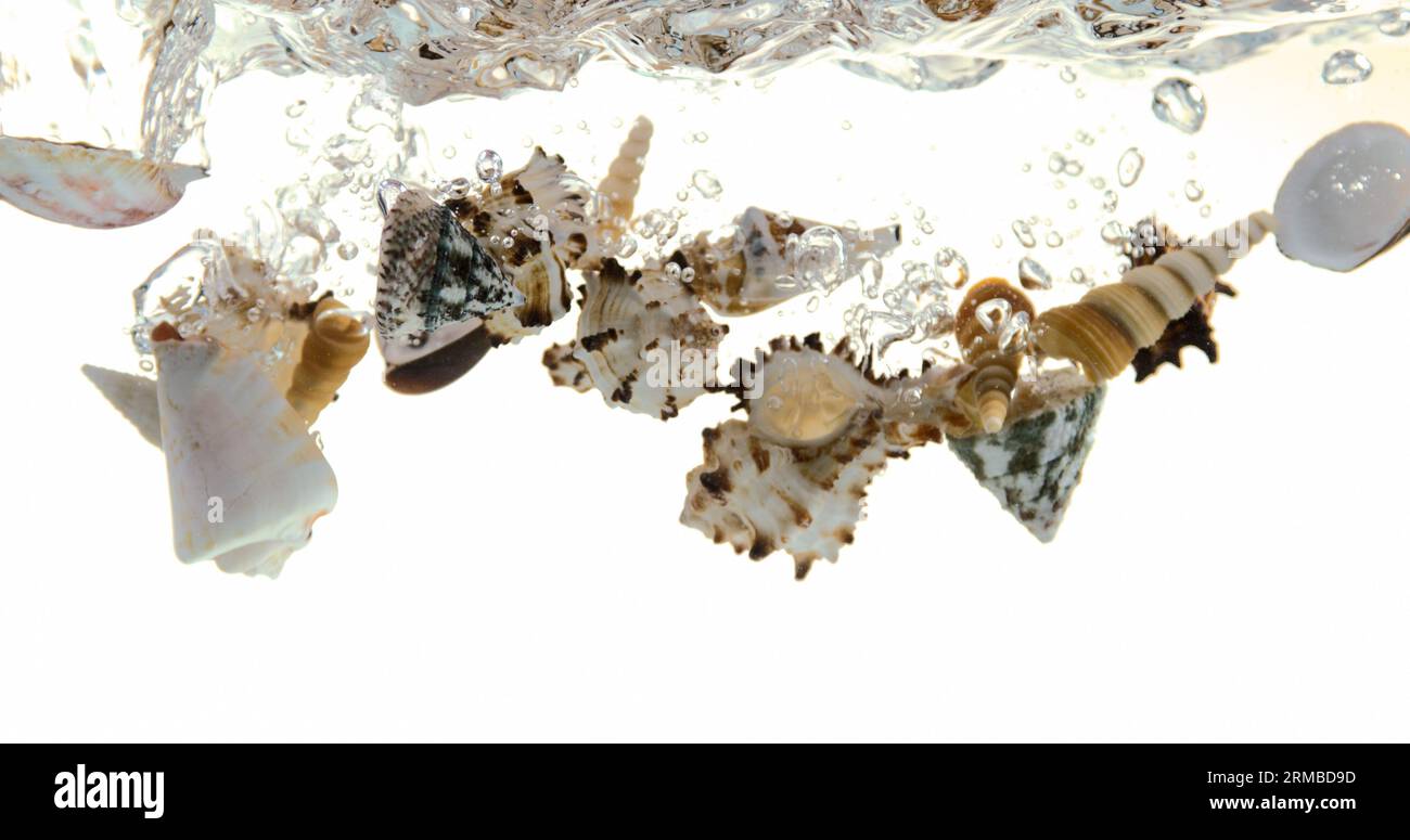 Shells falling into Water against Black Background Stock Photo - Alamy