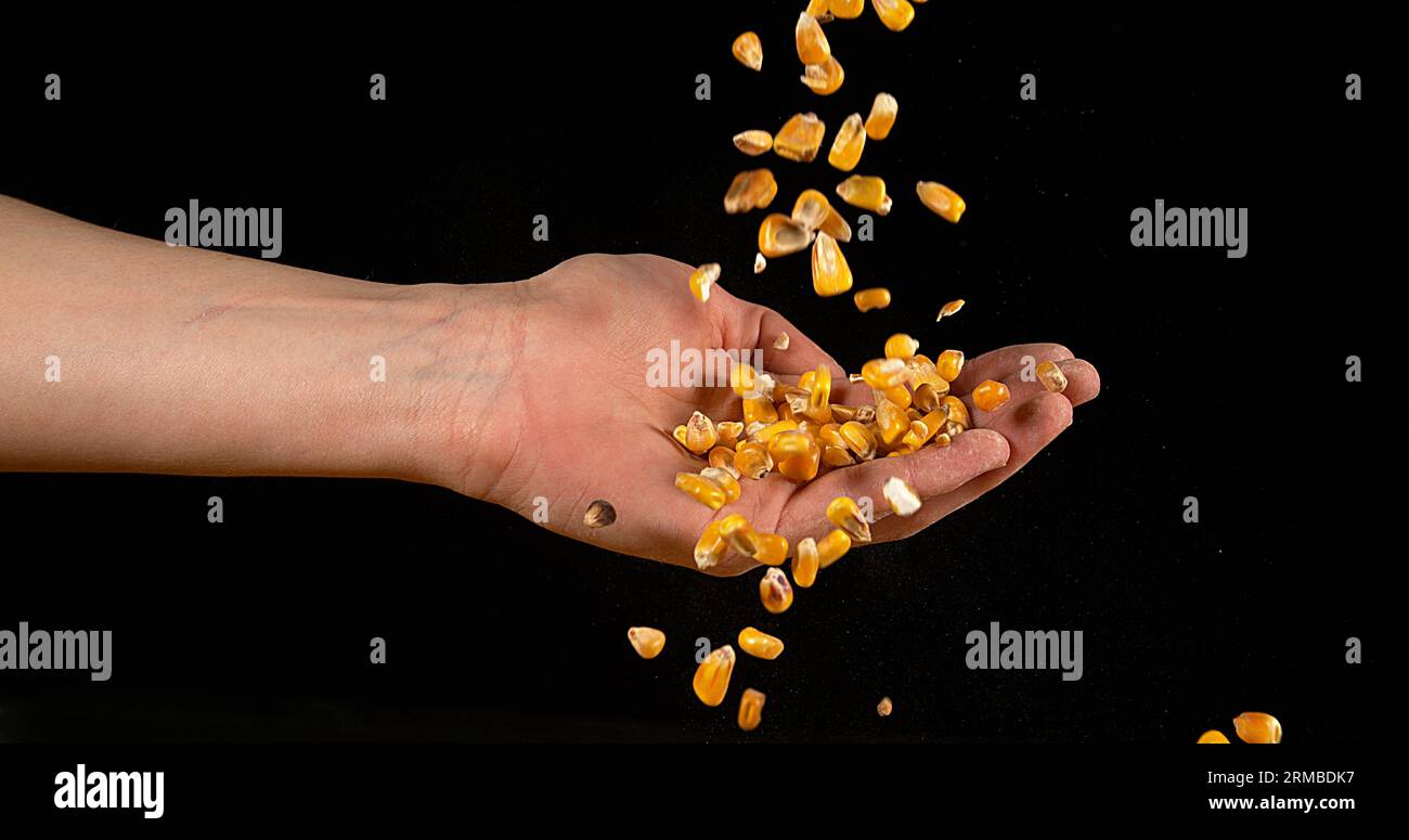 Corn zea mays falling hand hi-res stock photography and images - Alamy