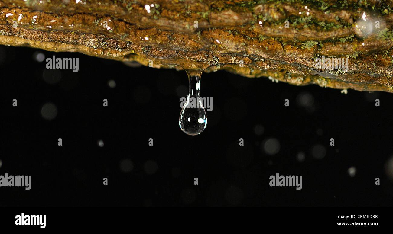 Rain falling on Branch, Normandy Stock Photo - Alamy