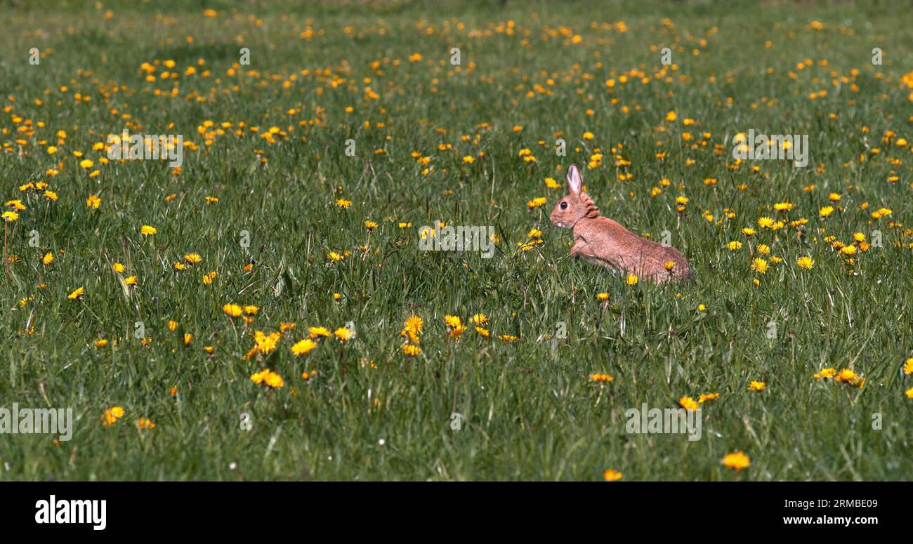 Rabbit oryctolagus cuniculus running through hi-res stock photography ...
