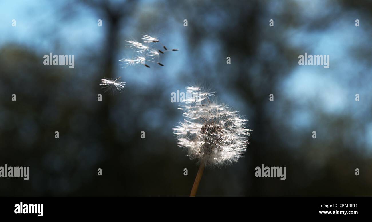 Common Dandelion, taraxacum officinale, seeds from 'clocks' being blown ...