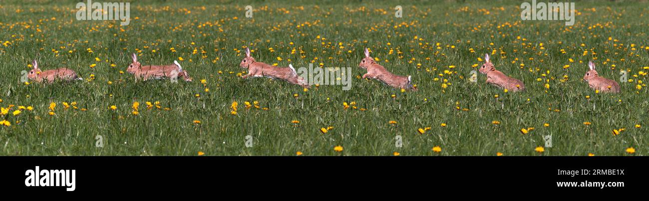 Rabbit oryctolagus cuniculus running through hi-res stock photography ...