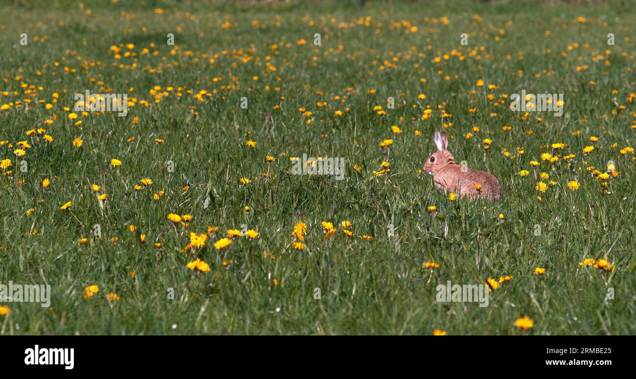 Rabbit oryctolagus cuniculus running through hi-res stock photography ...