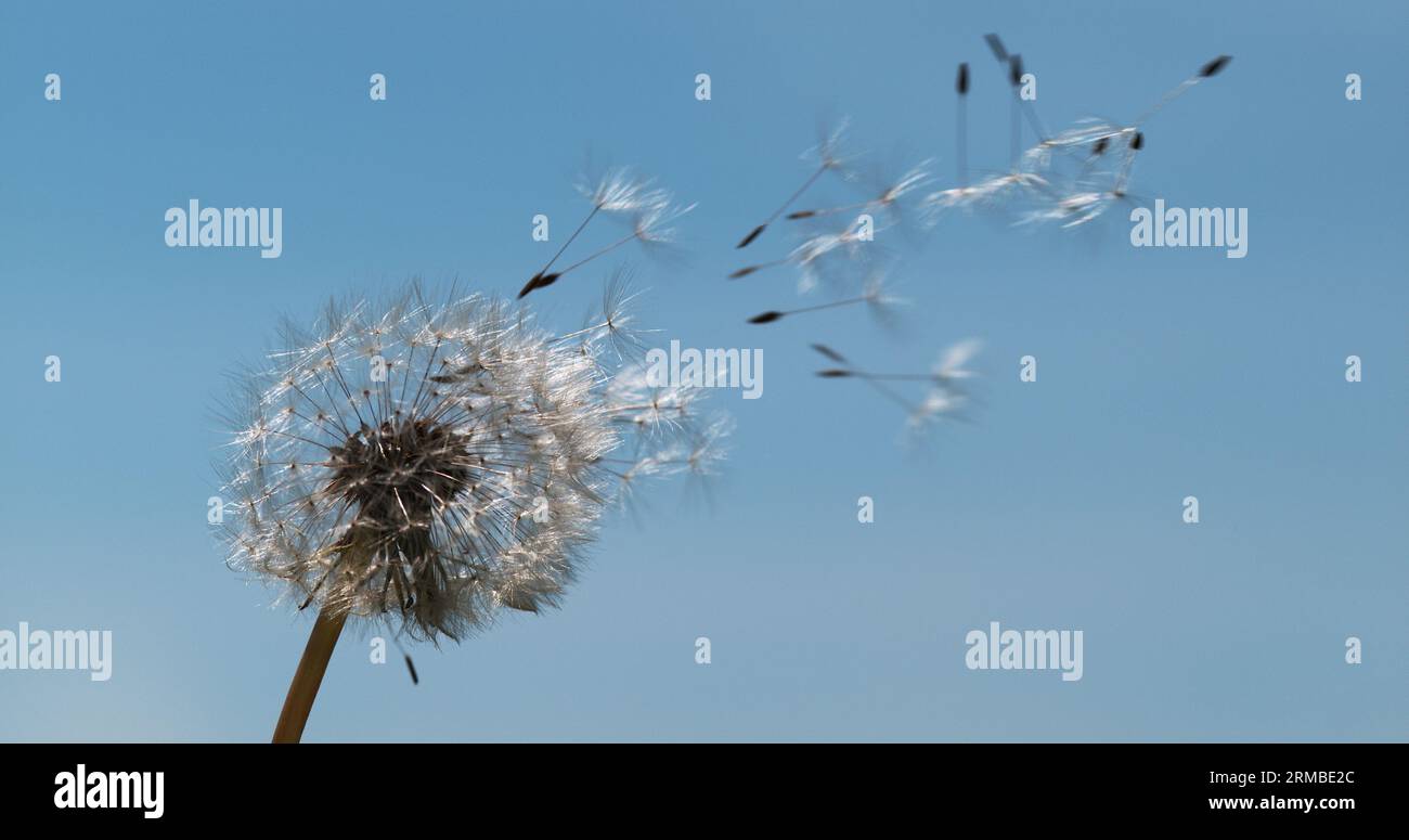 Common Dandelion, taraxacum officinale, seeds from 'clocks' being blown ...