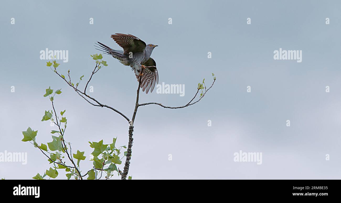 Common Cuckoo, cuculus canorus, Adult in Flight, Landing on Branch ...