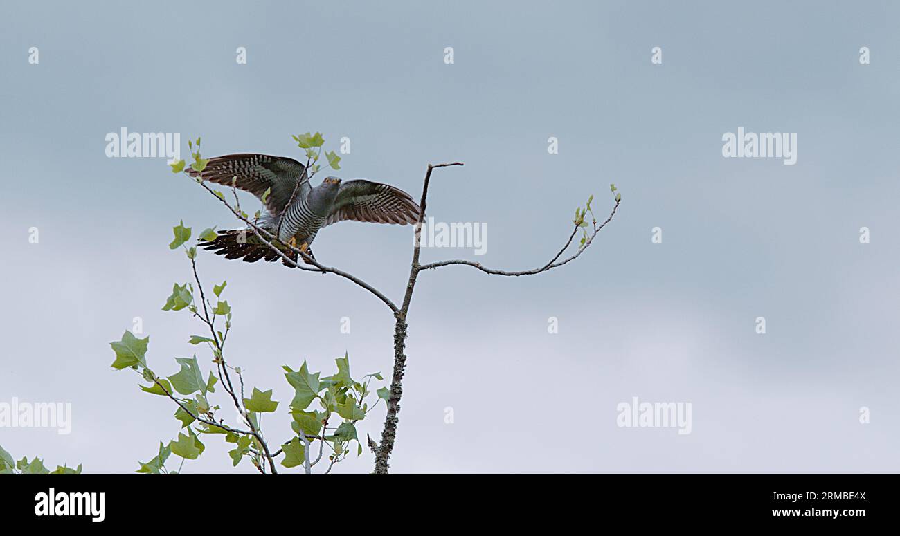 Common Cuckoo, cuculus canorus, Adult in Flight, Landing on Branch ...