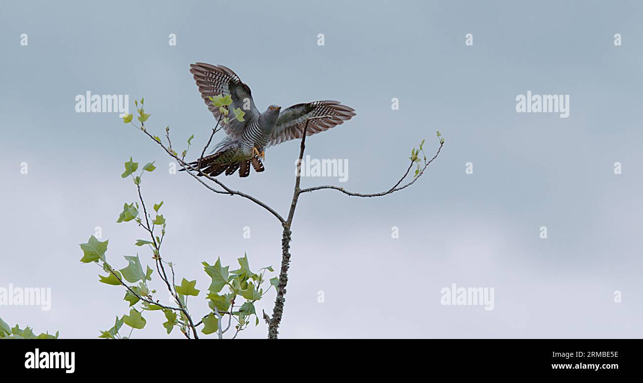 Common Cuckoo, cuculus canorus, Adult in Flight, Landing on Branch ...