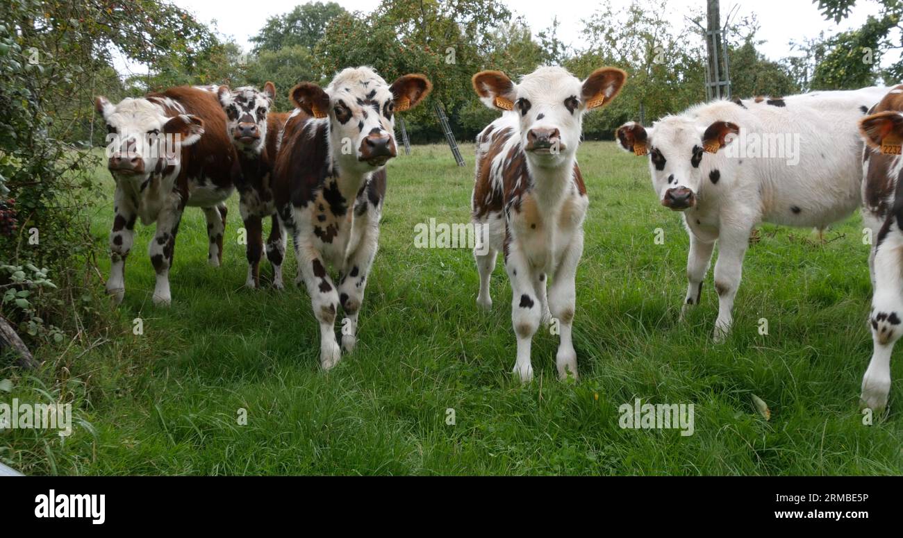 Normandy Cattle, Cows in Meadow, Normandy Stock Photo - Alamy