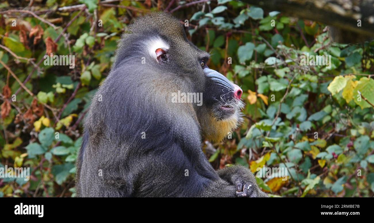 Mandrill, mandrillus sphinx, Portrait of Male Stock Photo - Alamy