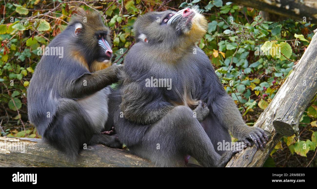 Mandrill, mandrillus sphinx, Pair Grooming Stock Photo - Alamy