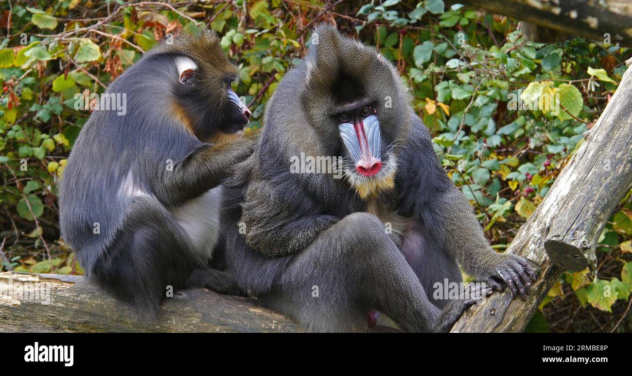 Mandrill, mandrillus sphinx, Pair Grooming Stock Photo - Alamy