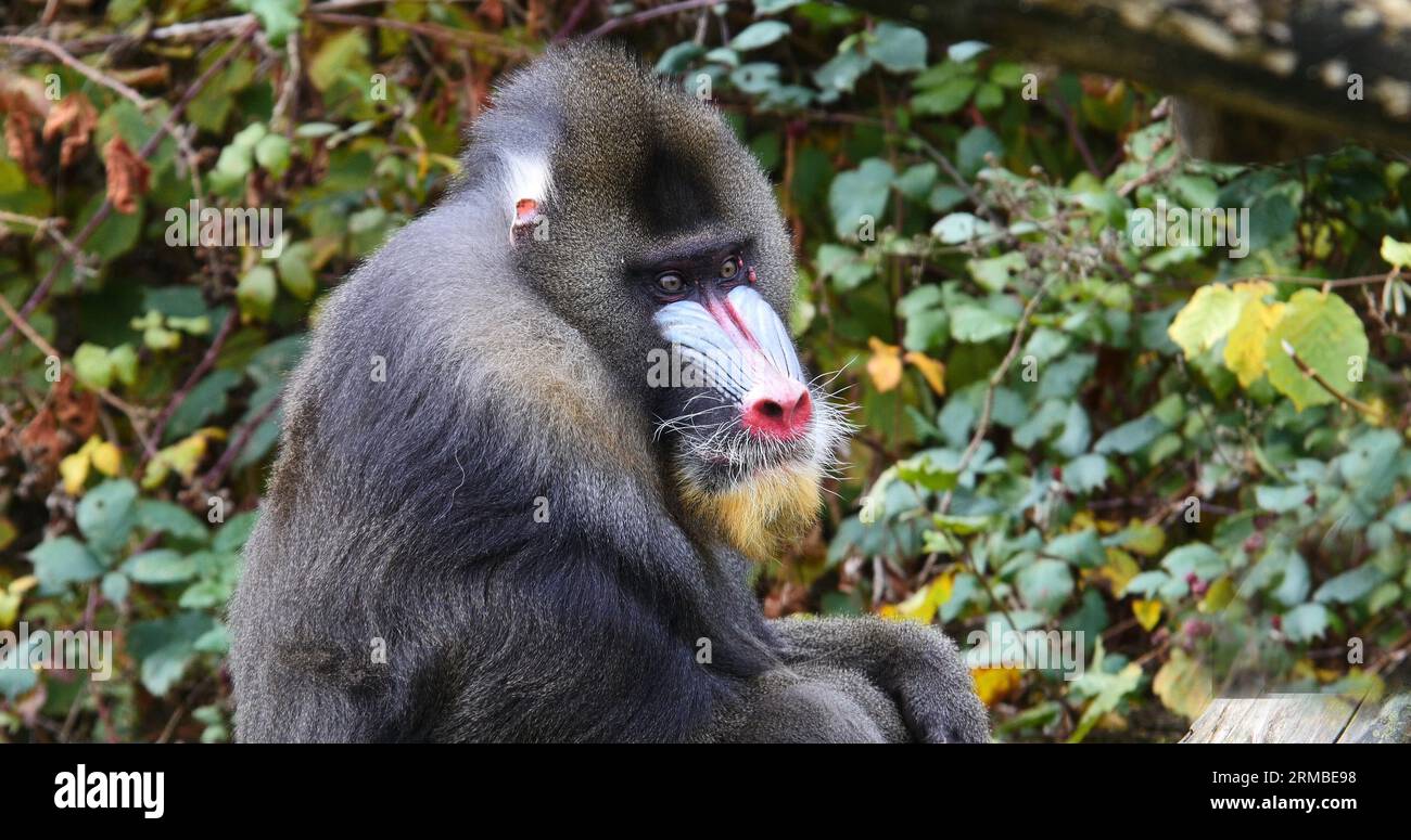 Mandrill, mandrillus sphinx, Portrait of Male Stock Photo - Alamy