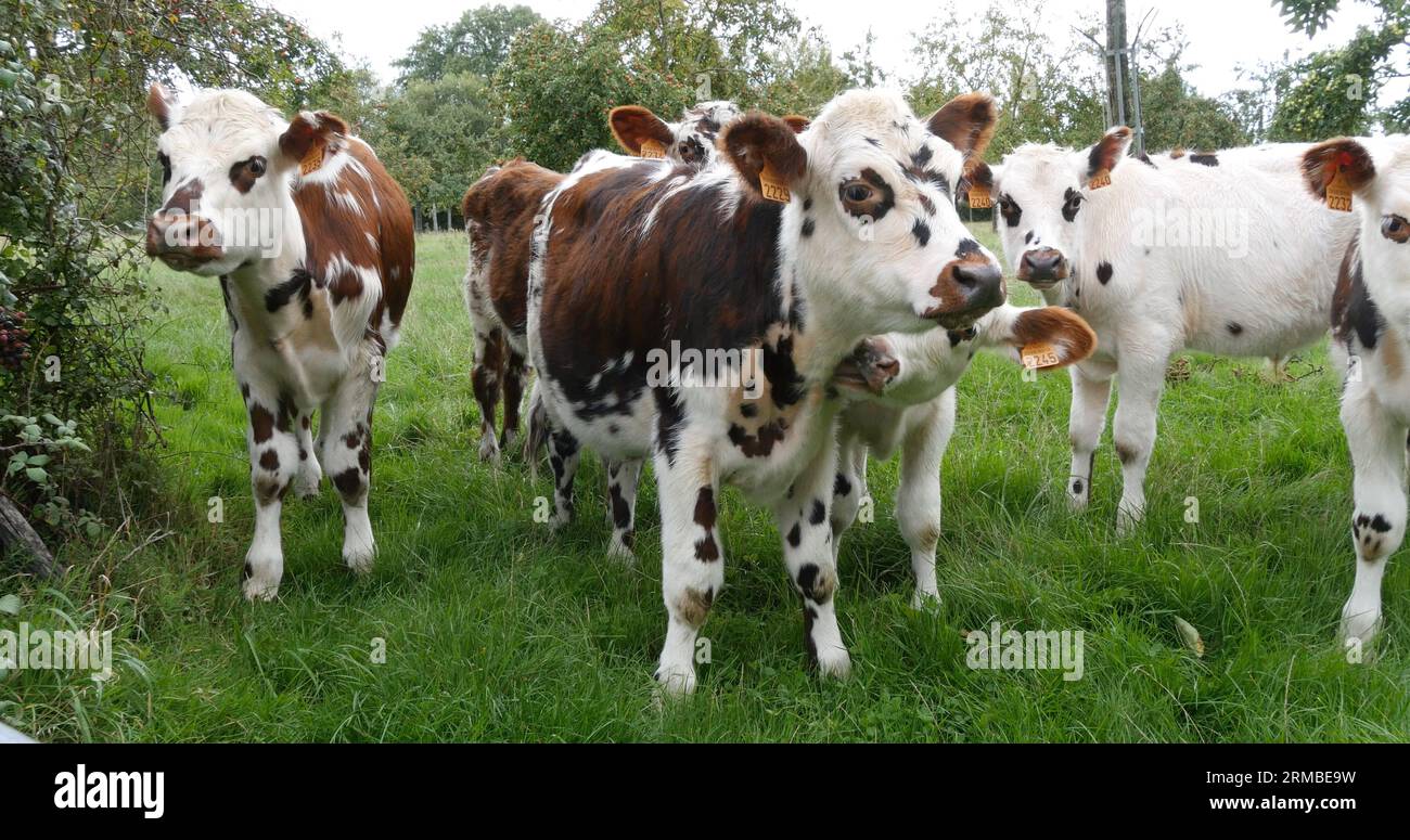Normandy Cattle, Cows in Meadow, Normandy Stock Photo - Alamy