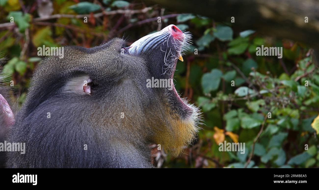Mandrill, mandrillus sphinx, Portrait of Male Yawning Stock Photo - Alamy