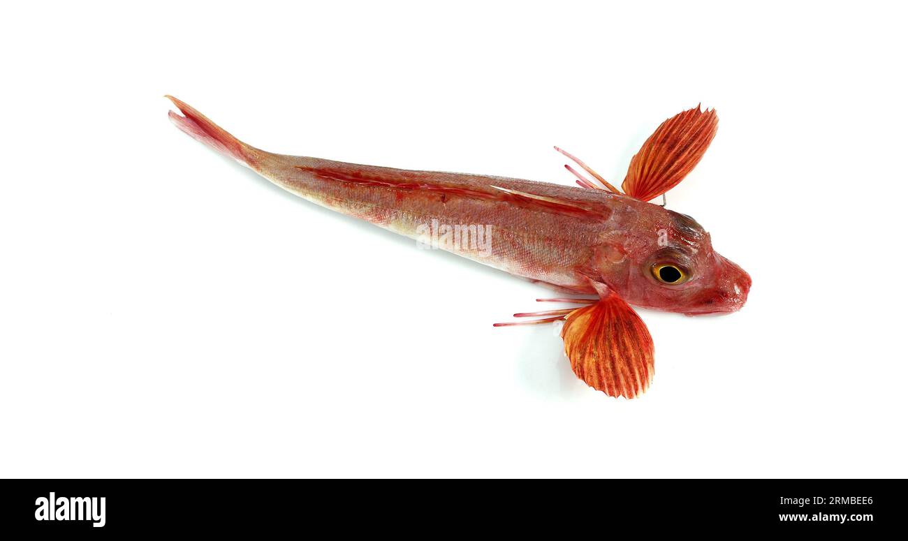 Gurnard, trigla cuculus, Fresh Fish against White Background Stock ...