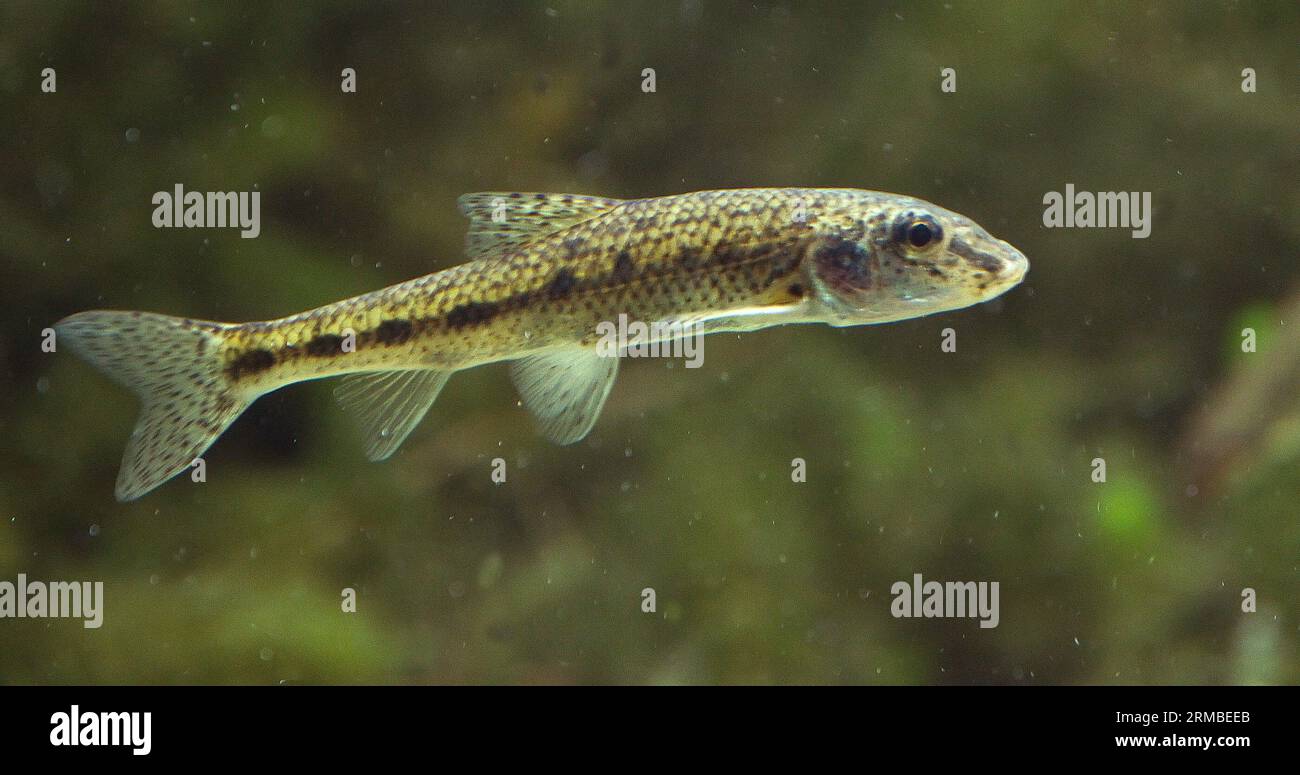 Gudgeon fish swimming hi-res stock photography and images - Alamy
