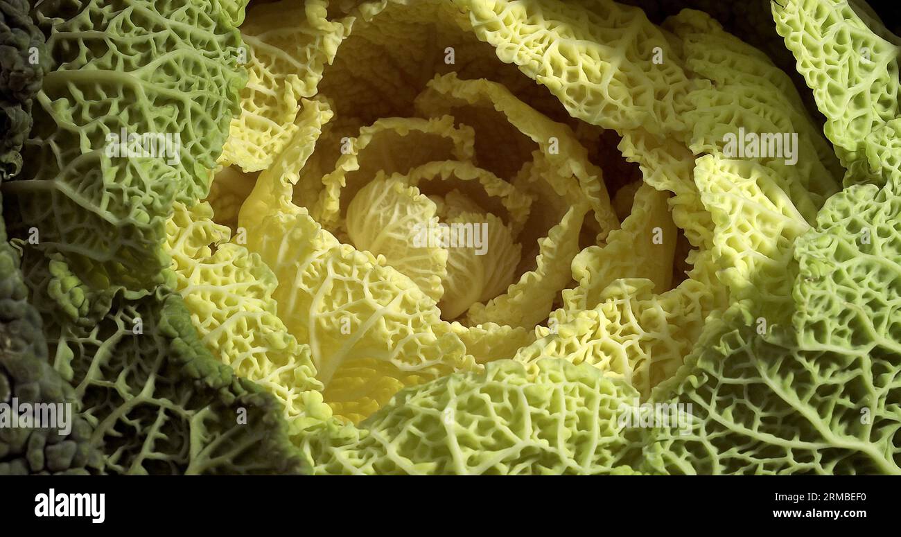 Dwarf Green Cabbage, brassica oleracea, Vegetable against White ...