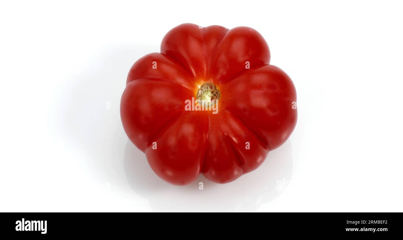 Camone Tomatoes, solanum lycopersicum, Vegetable against White ...