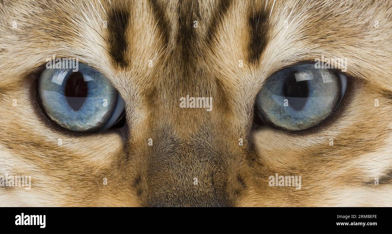Seal Mink Tabby Bengale Male Domestic Cat against White Background ...