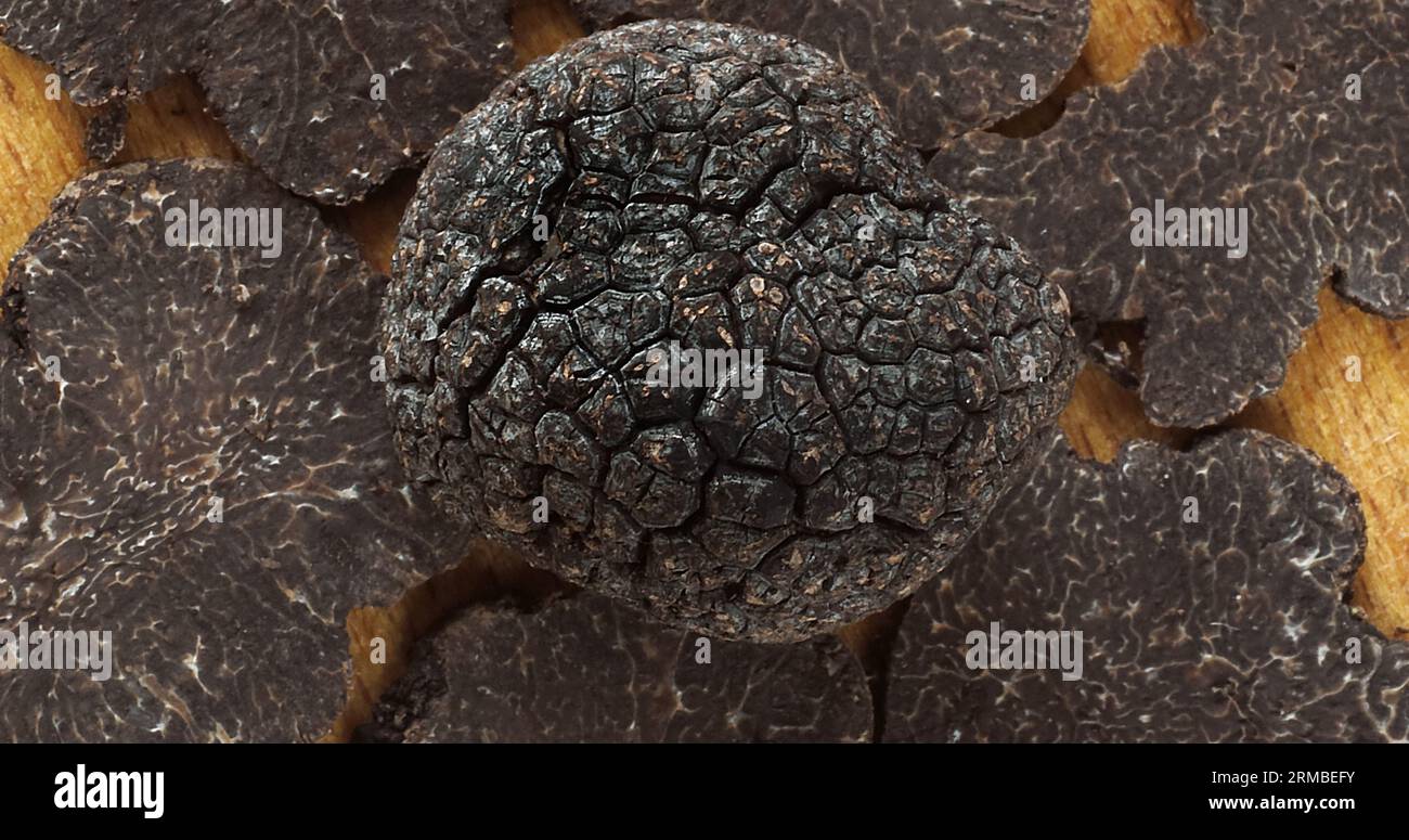 Perigord truffle tuber melanosporum mushrooms hi-res stock photography ...