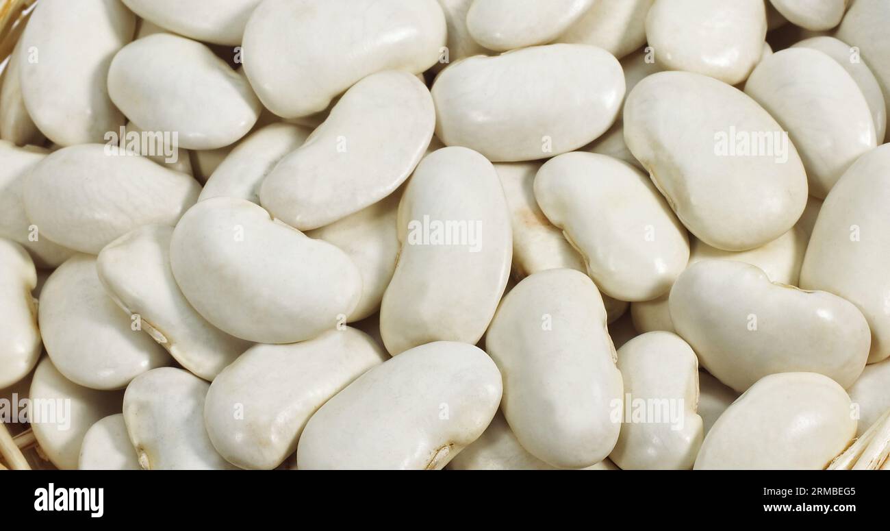 French Beans called Soissons Beans, phaseolus vulgaris against White ...