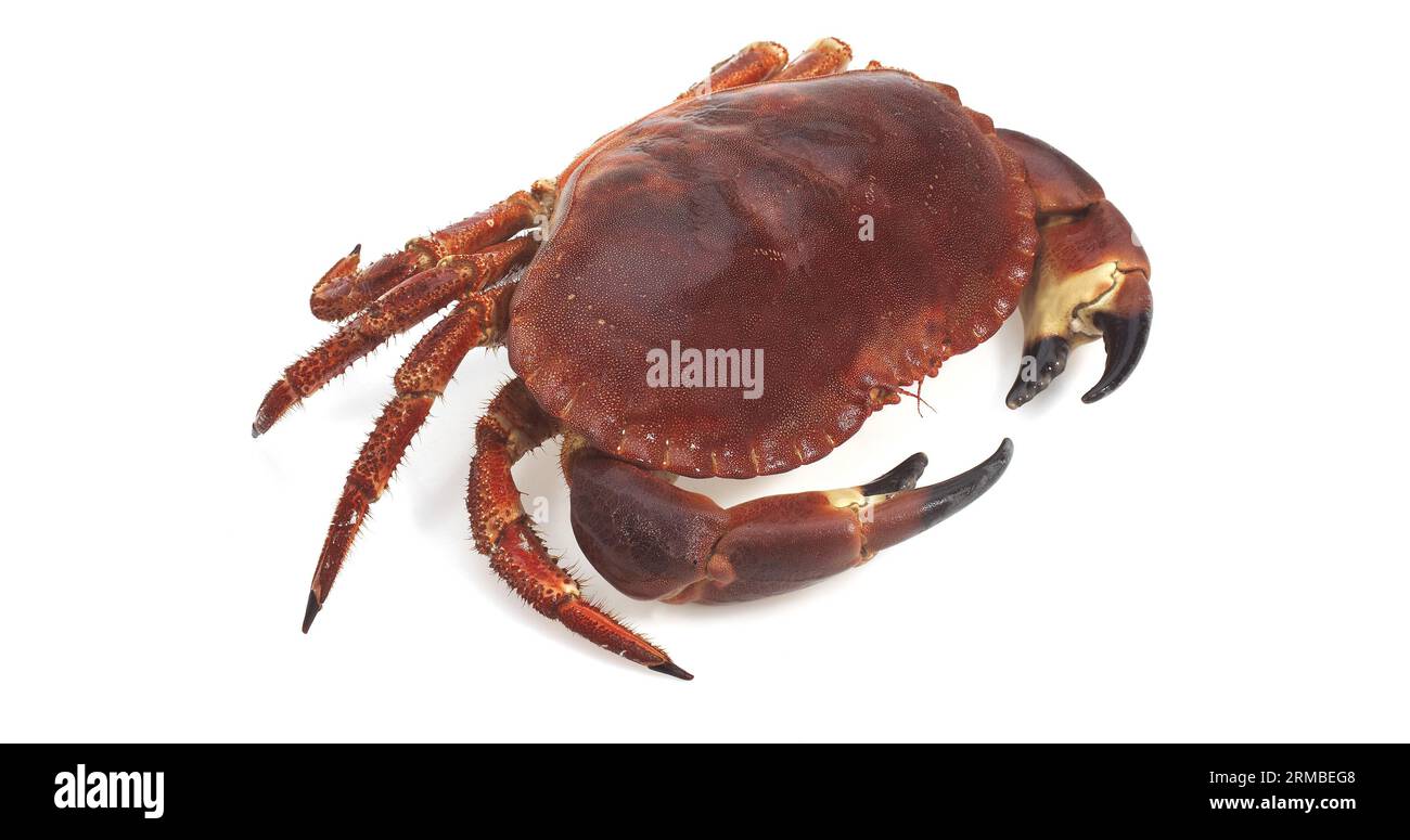 Edible Crab, cancer pagurus against White Background Stock Photo - Alamy