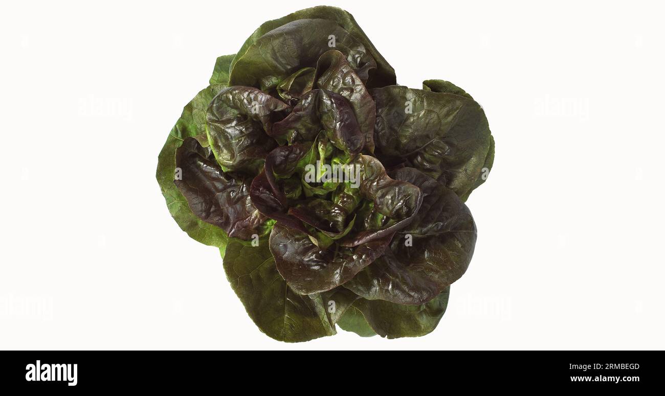 French Lettuce called Rougette, lactuca sativa, Salad against White ...