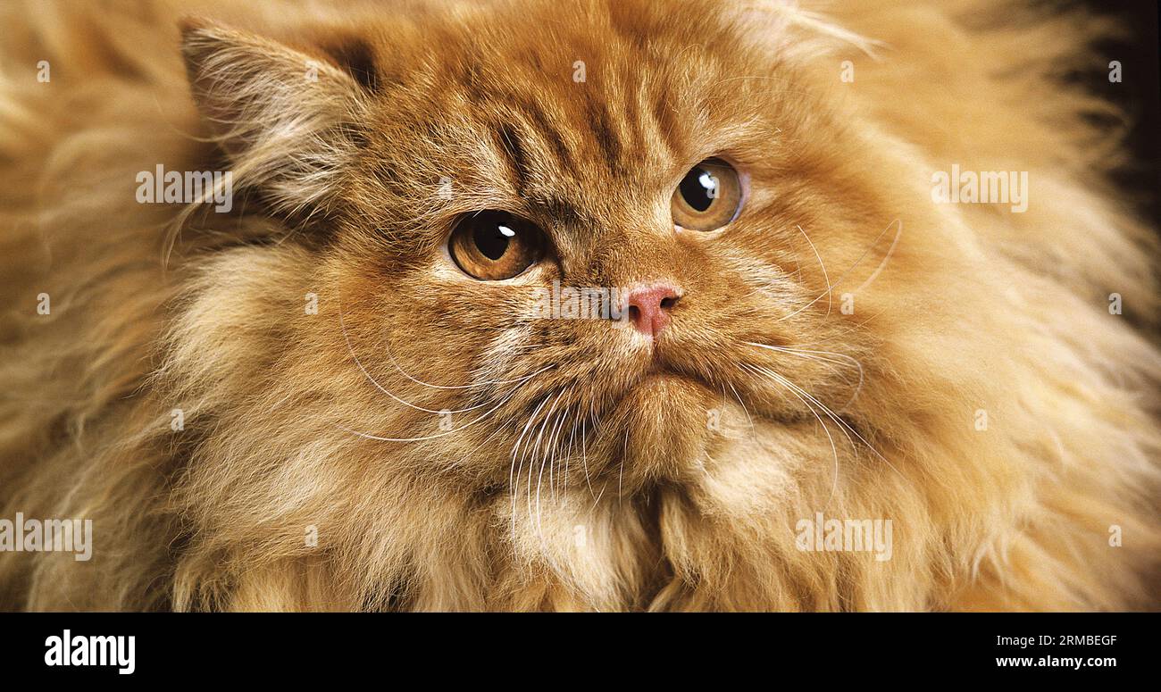 Red self persian domestic cat laying against black background hi-res ...