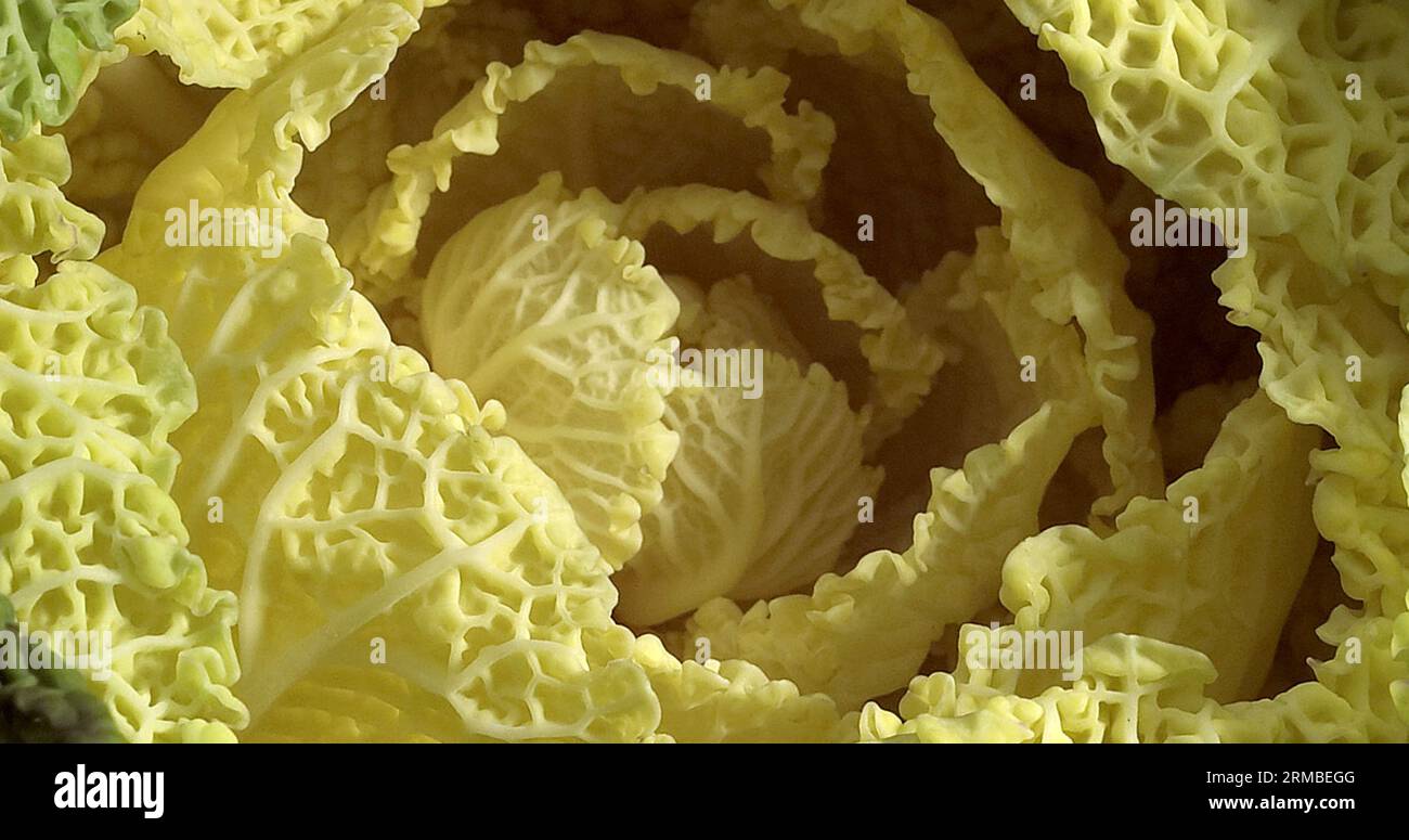 Dwarf Green Cabbage, brassica oleracea, Vegetable against White ...