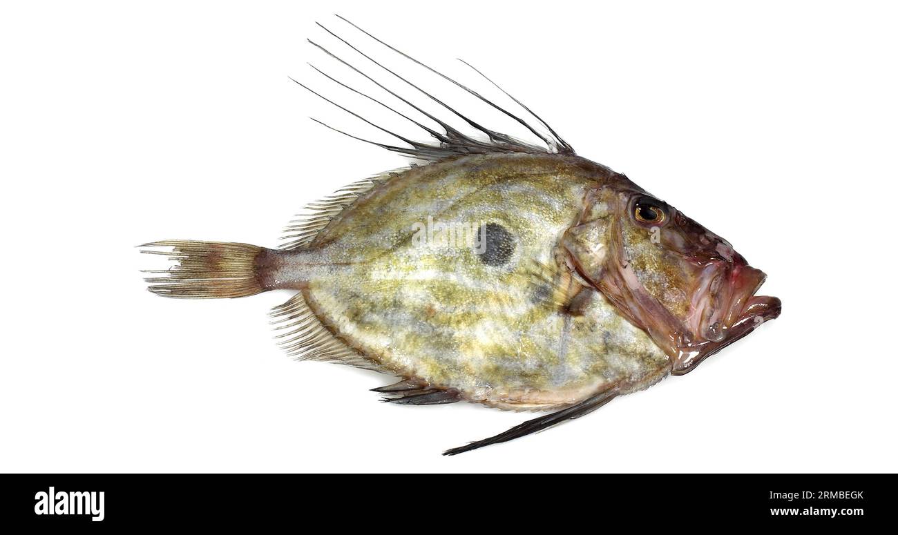 Fresh John Dory, zeus faber, Fish against White Background Stock Photo ...