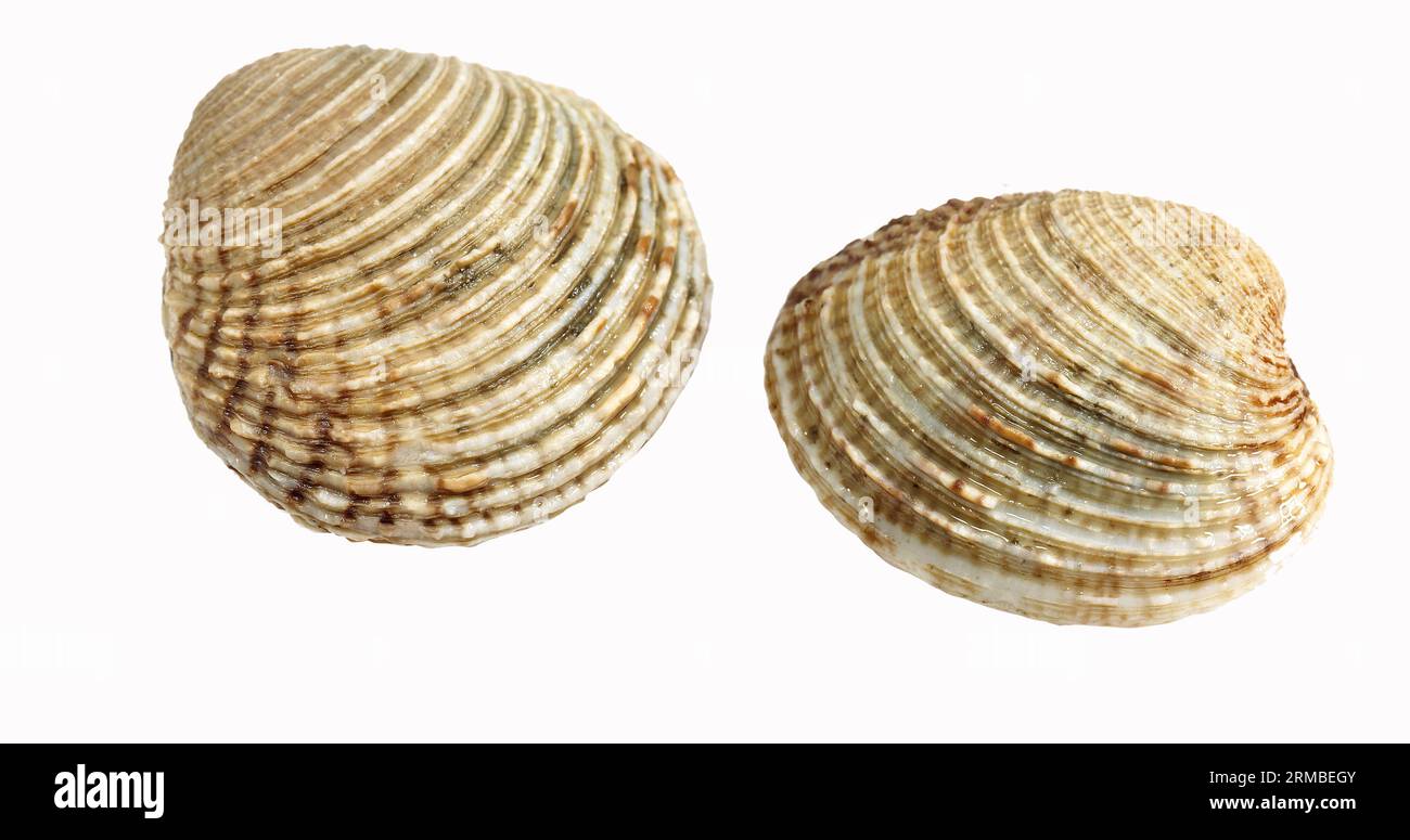 Clam, venus verrucosa, Shells against White Background Stock Photo - Alamy