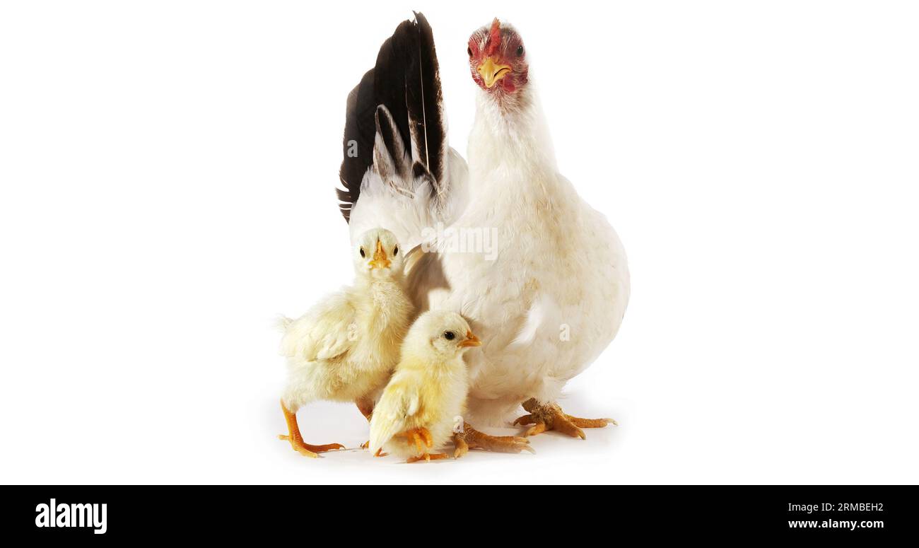 Nagasaki Domestic Chicken, Hen with Chicks against White Background ...