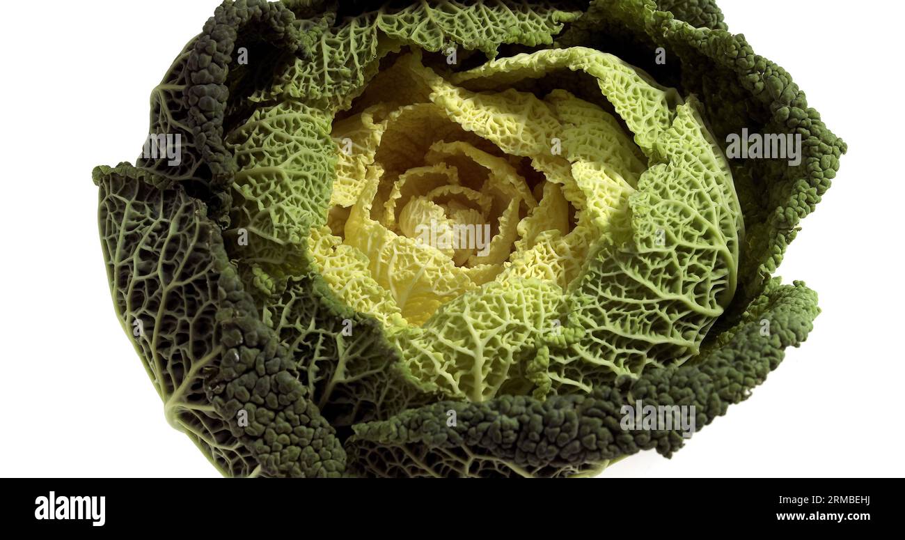 Dwarf Green Cabbage, brassica oleracea, Vegetable against White ...