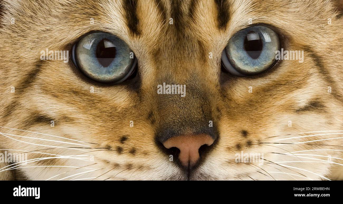 Seal Mink Tabby Bengale Male Domestic Cat against White Background ...