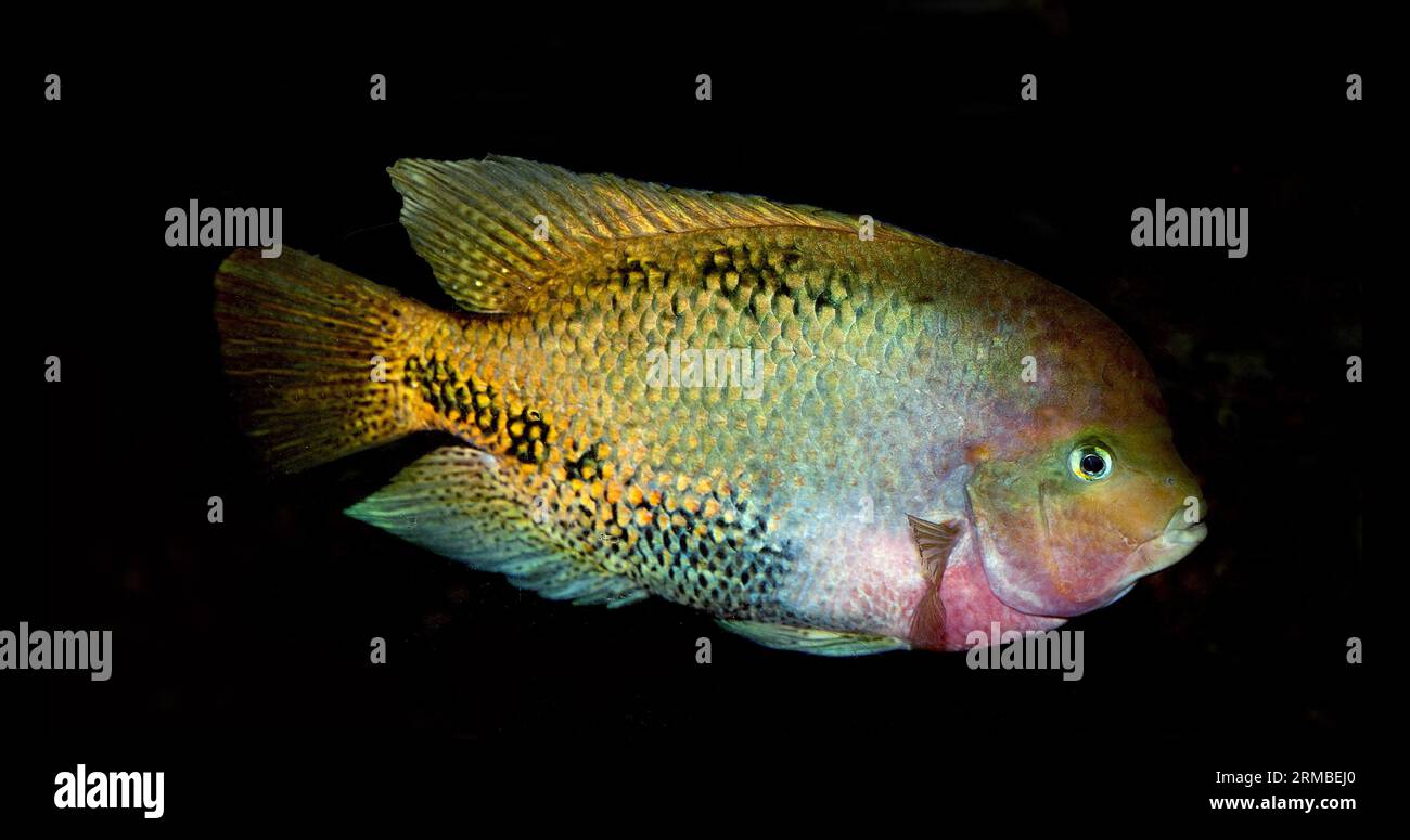 Red-Headed Cichlid, cichlasoma synspilum against Black Background Stock ...