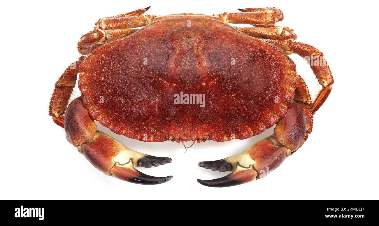 Edible Crab, cancer pagurus against White Background Stock Photo - Alamy