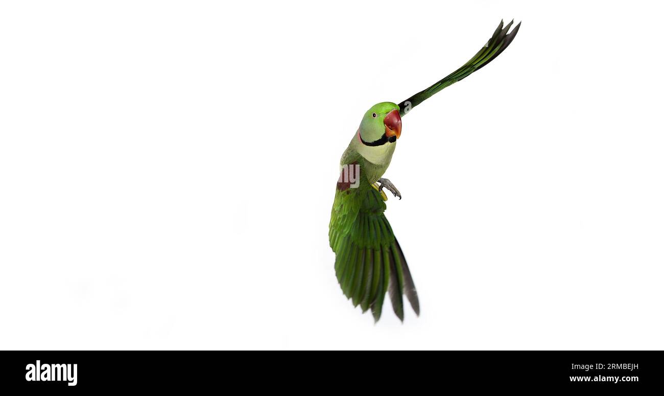 Alexandre Parakeet, psittacula eupatria, Adult in Flight against White ...