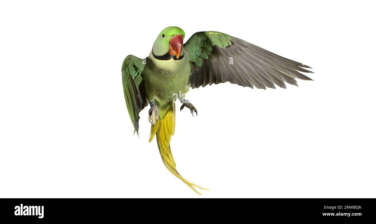 Alexandre Parakeet, psittacula eupatria, Adult in Flight against White ...