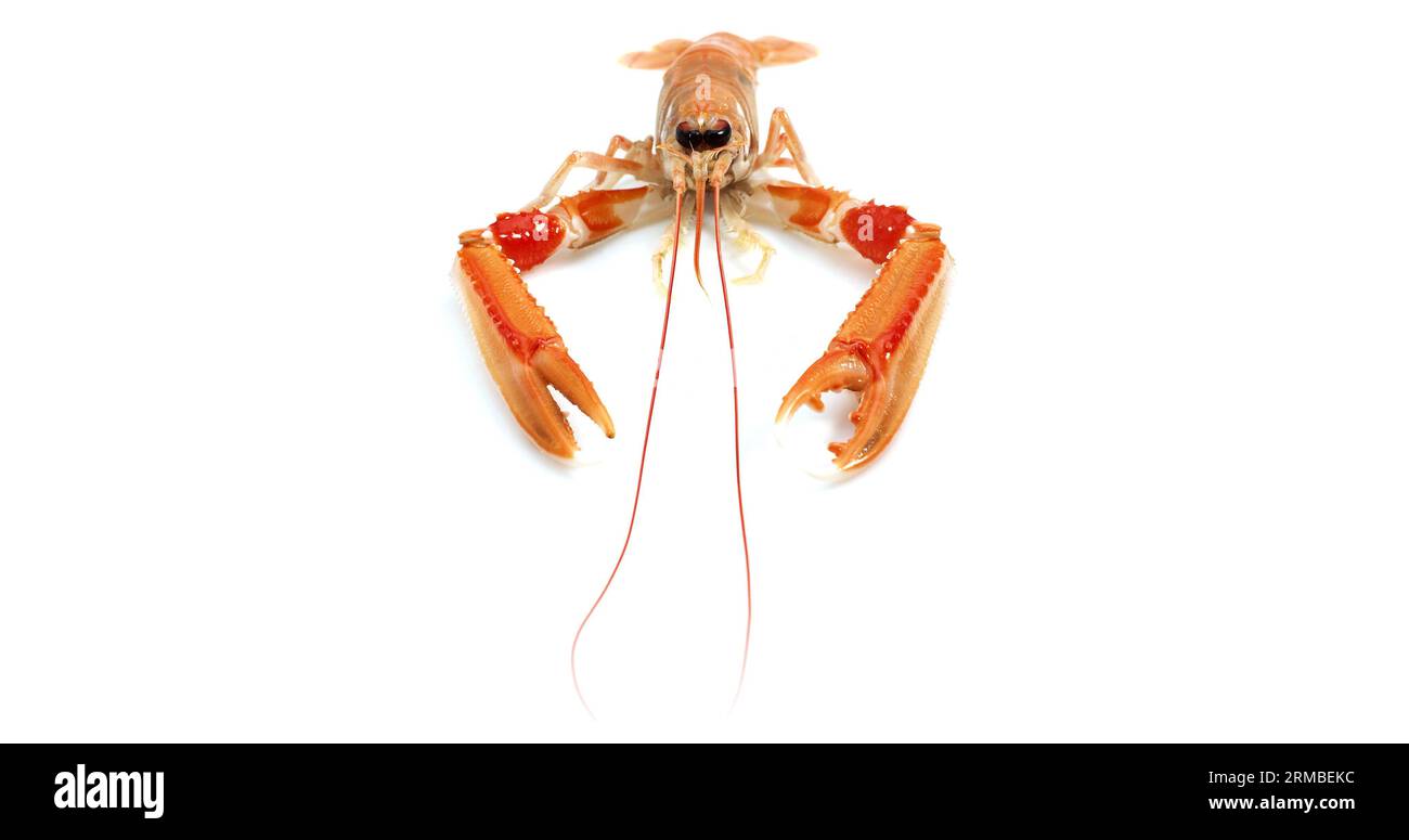Marine crustacean nephrops norvegicus hi-res stock photography and ...