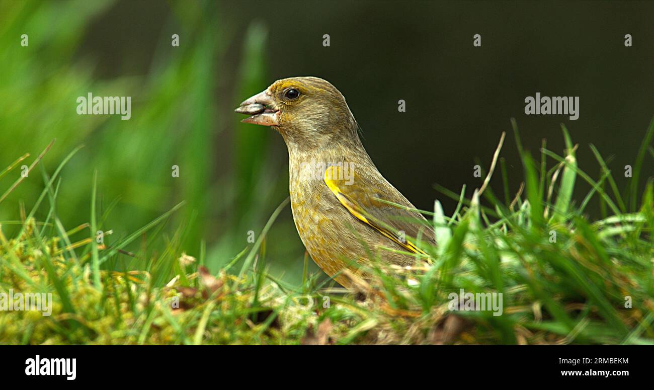 European Greenfinch, carduelis chloris, Female Eating Seeds, Normandy ...