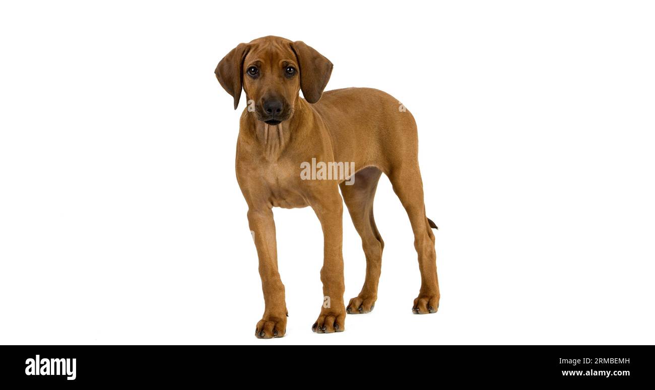 Rhodesian Ridgeback, 3 Months old Pup against White Background Stock ...