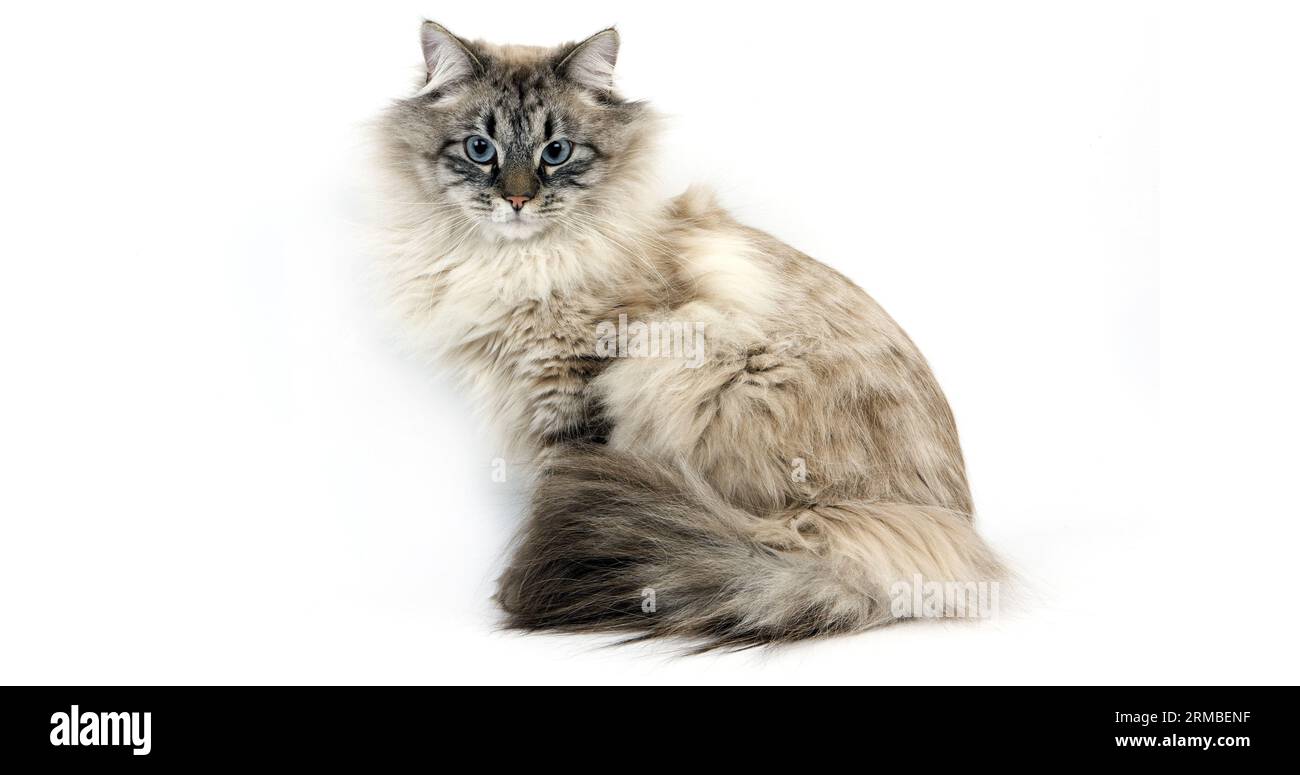 Seal Tabby Point Neva Masquerade Siberian Domestic Cat, Adult against ...
