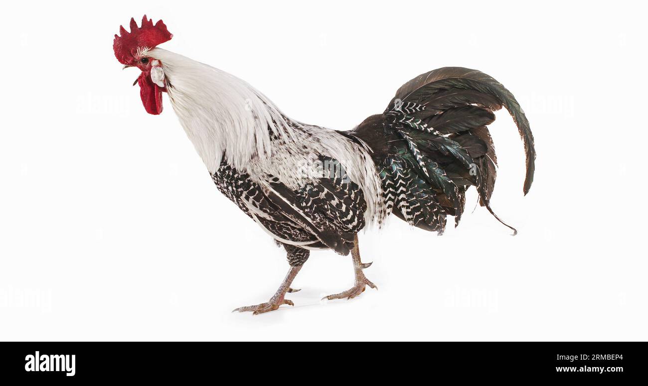 Brakel or Braekel Chicken, a Belgian Breed, Cockerel against White ...
