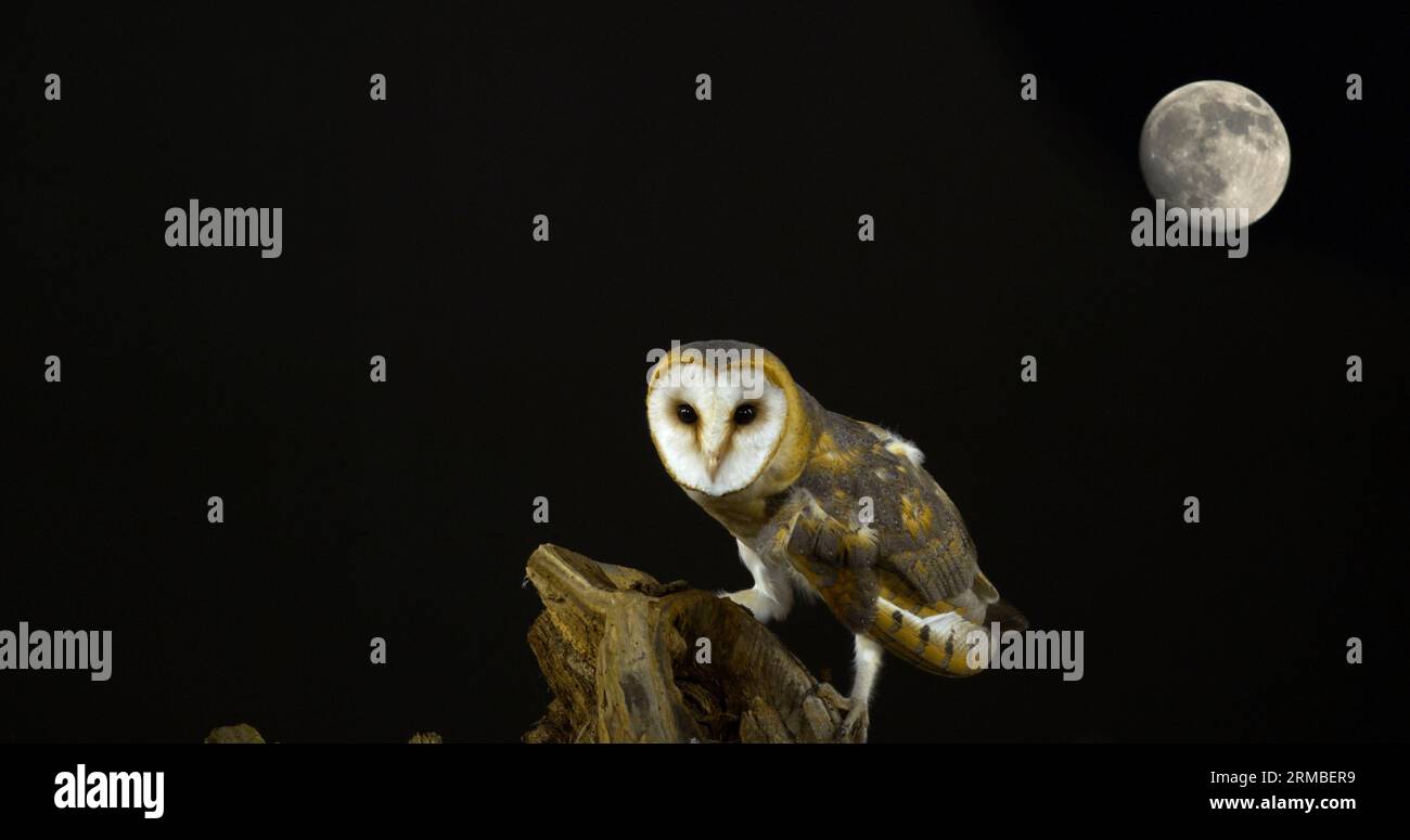 Moon barn owl tyto hi-res stock photography and images - Alamy