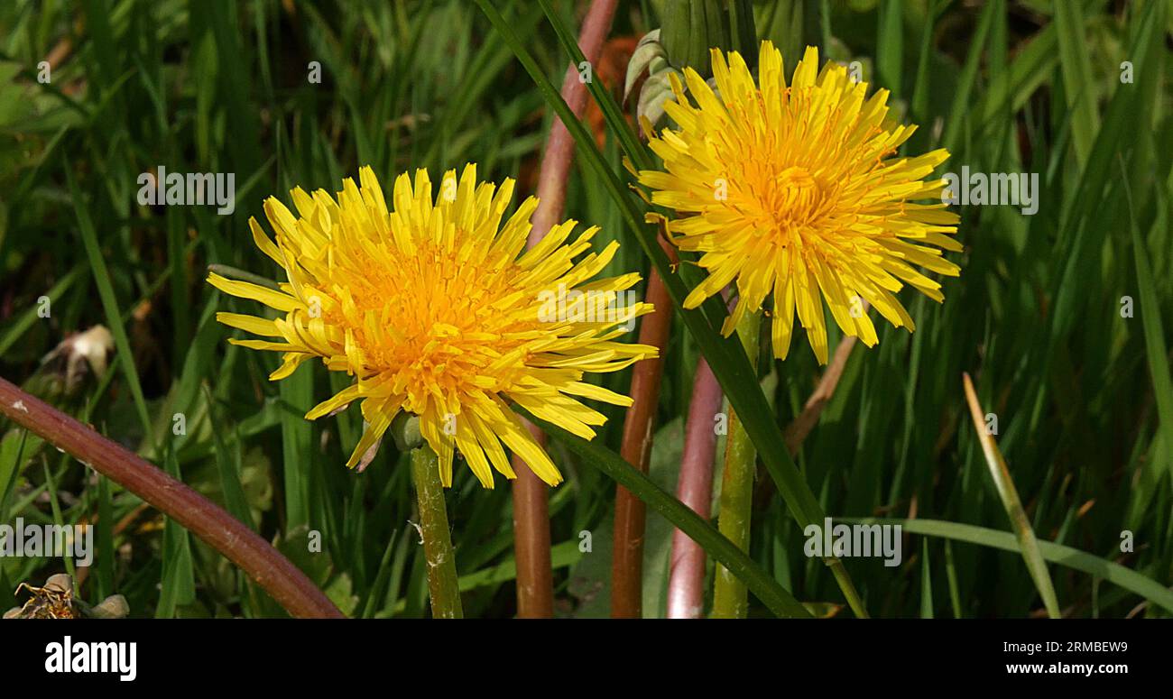 Flowers of Common Dandelion in the Wind, taraxacum officinale, Normandy ...
