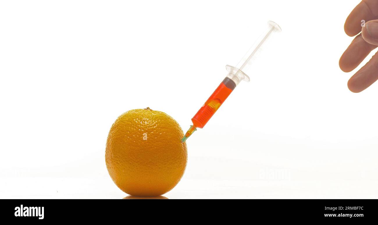 Syringe injecting Treatment into Orange, citrus sinensis, Fruit against ...