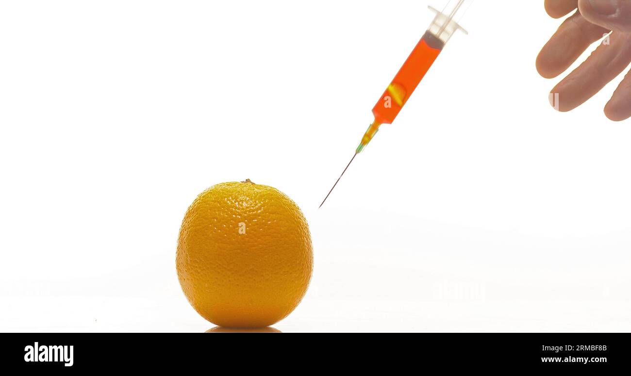 Syringe injecting Treatment into Orange, citrus sinensis, Fruit against ...