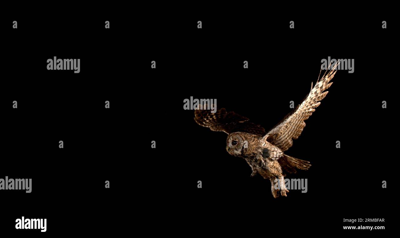 Eurasian Tawny Owl, strix aluco, Adult in Flight, Normandy Stock Photo ...